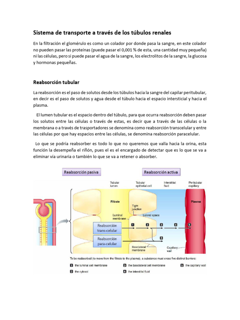 Función y Reabsorción en Túbulos Renales | PDF | Riñón | Orina