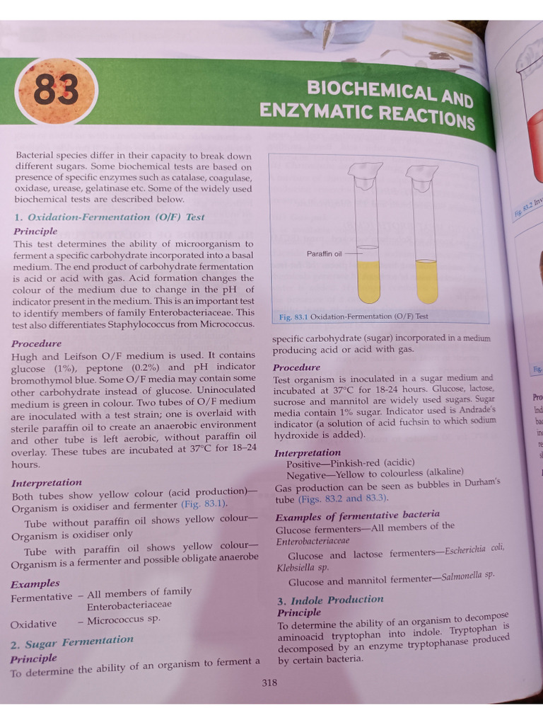 Biochemical Test For Bacteria and Fungi | PDF