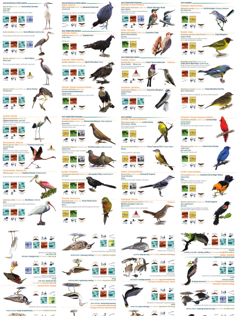 Triptico - Aves Costa Norte Yucatan | PDF | Aves | Aves holarctic