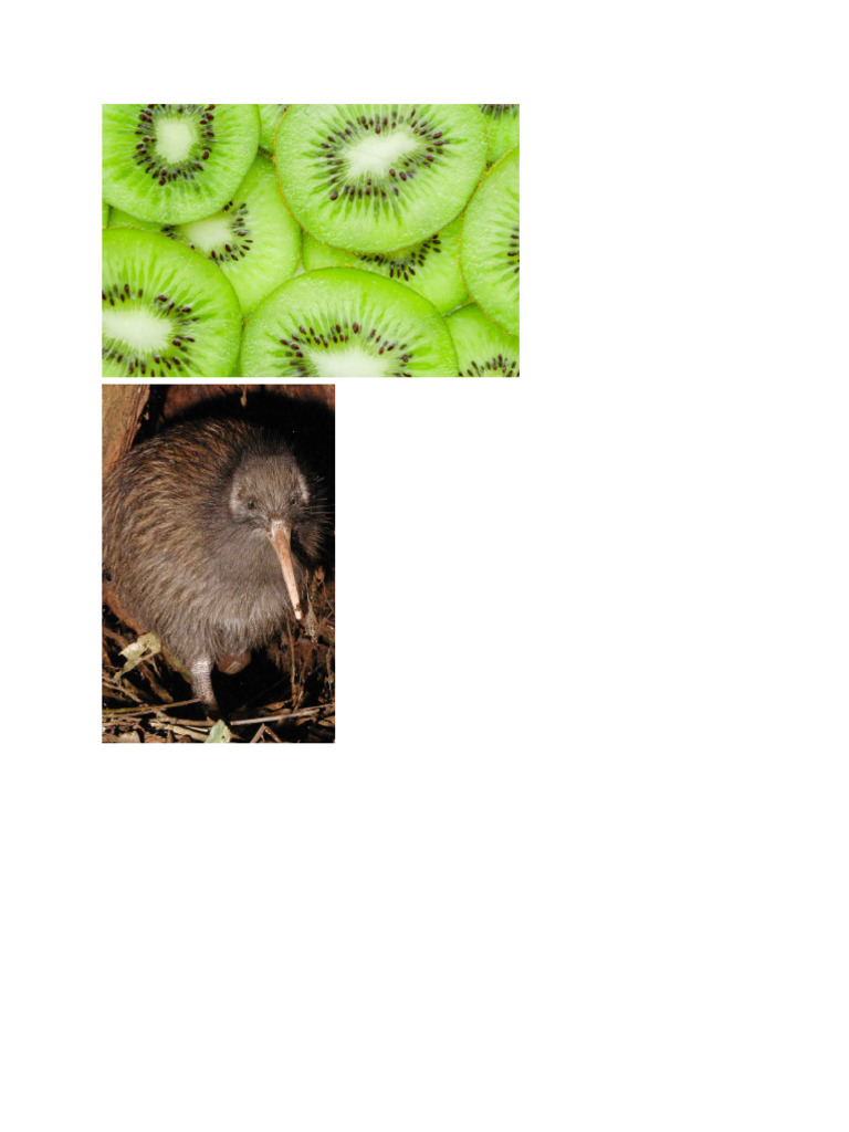 Kiwi | PDF