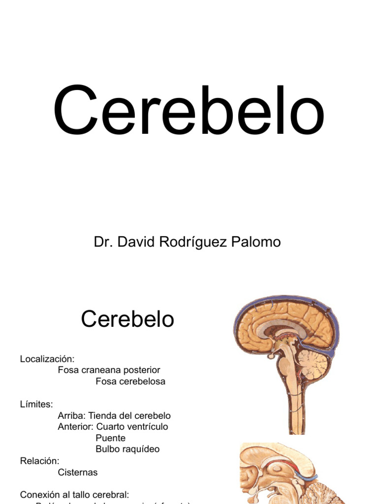 Cerebelo | PDF | Cerebelo | Cerebro