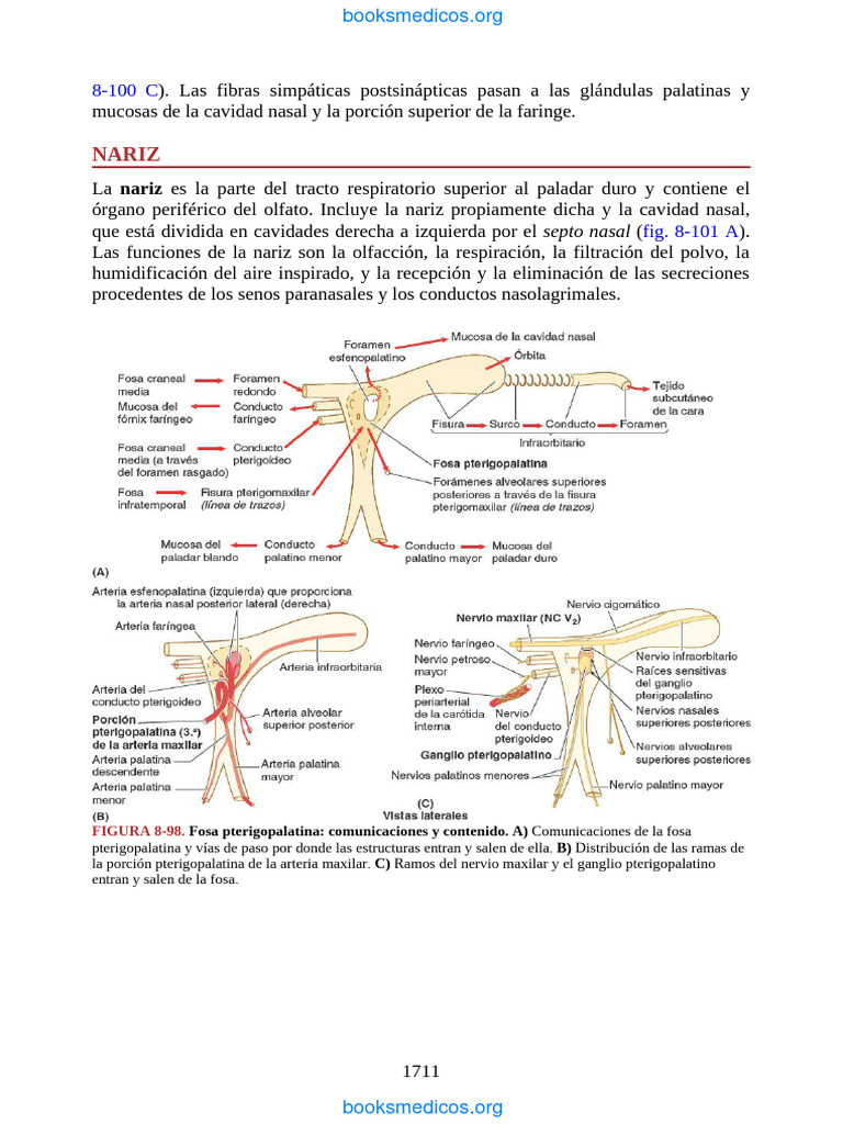 Aparato Respiratorio Superior (1er Lab) | PDF | Nariz humana | Laringe