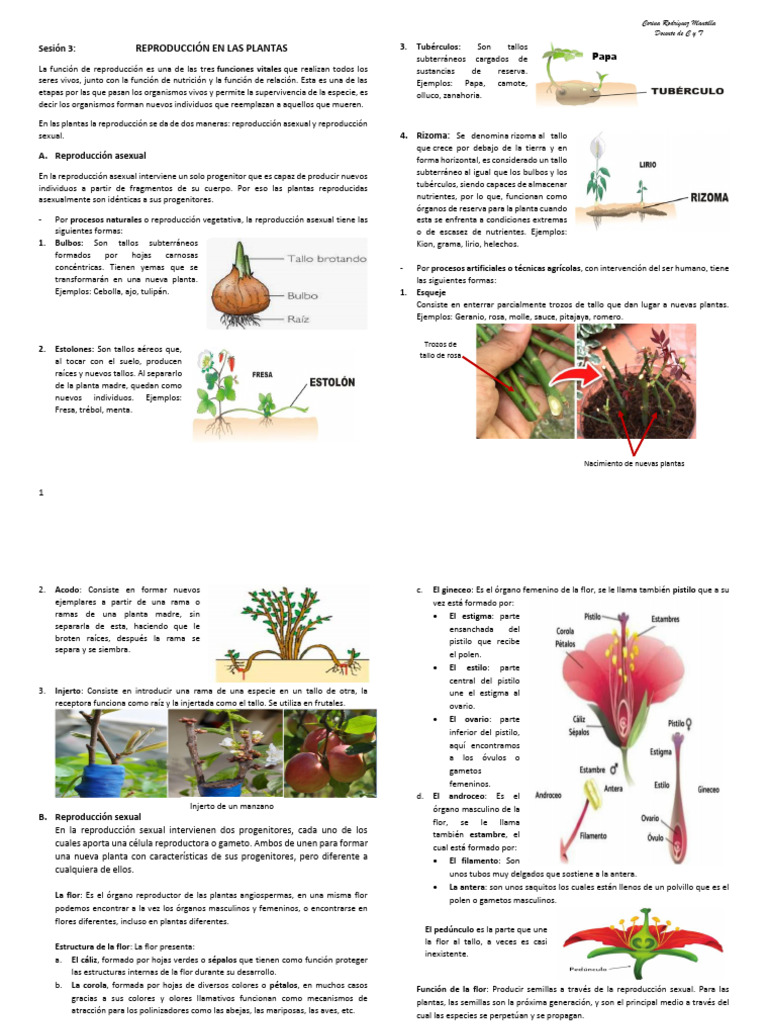 Reproducción en Las Plantas | PDF | Flores | Reproducción