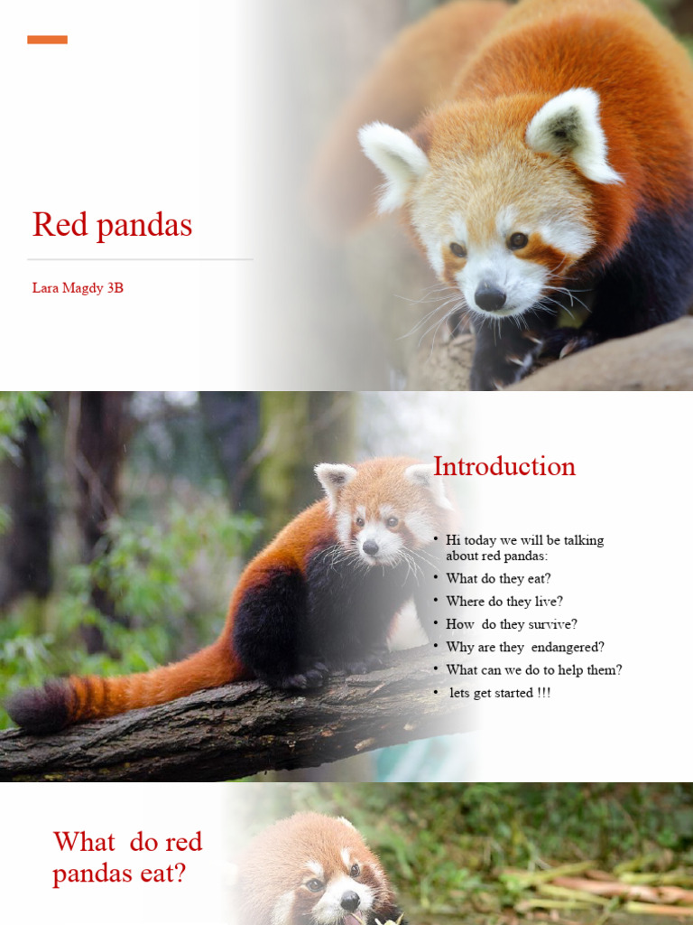Red Pandas | PDF