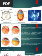 Evolución de la Decidua Capsular | PDF | Placenta | Feto