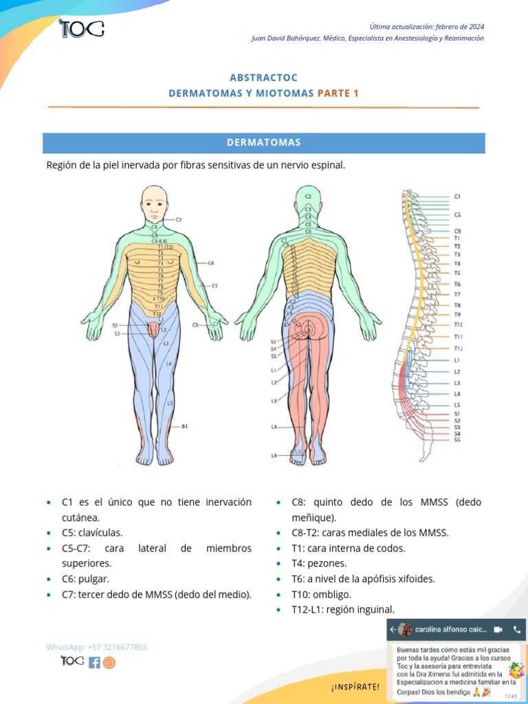 AbstracTOC. Dermatomas y Miotomas p1 | PDF | Anatomía humana ...