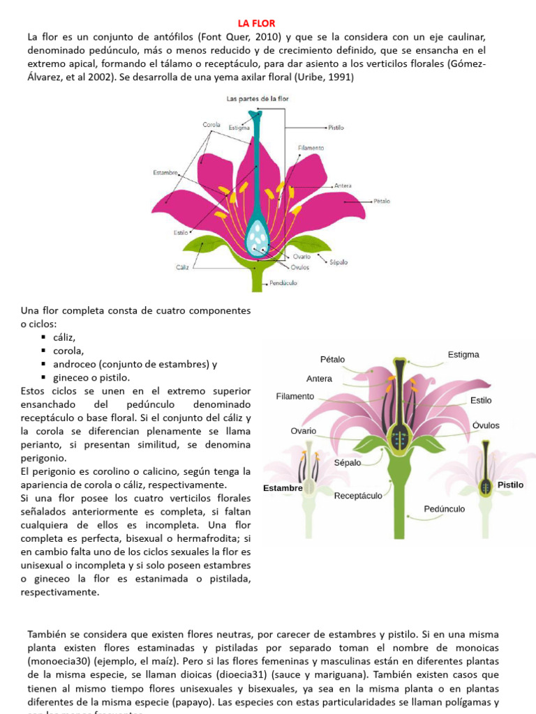 La Flor | PDF | Flores | Morfología Vegetal