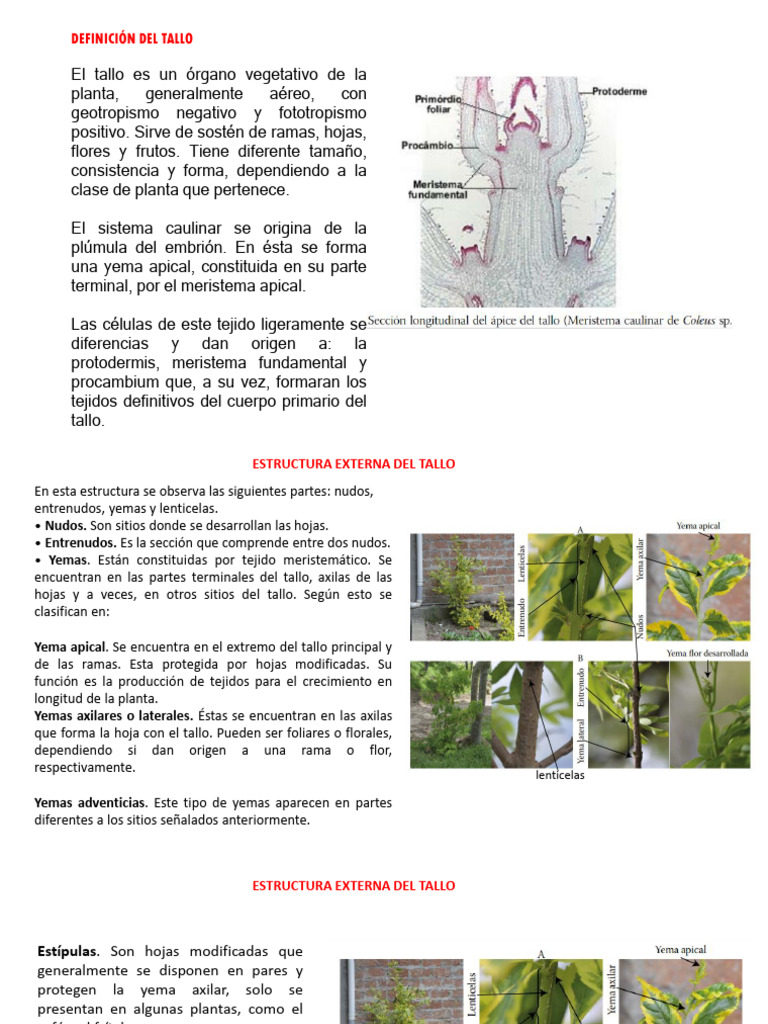 TALLO | PDF | Tallo de la planta | Plantas
