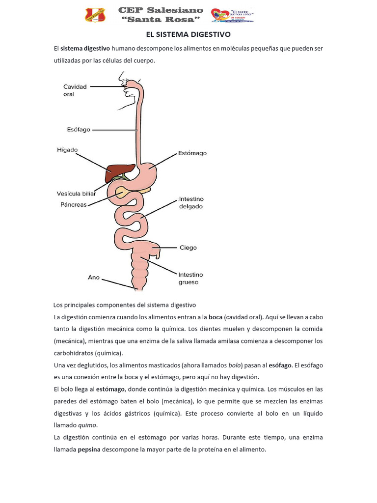 Digestivo Excretor Circulatorio Respiratorio | PDF | Digestión ...