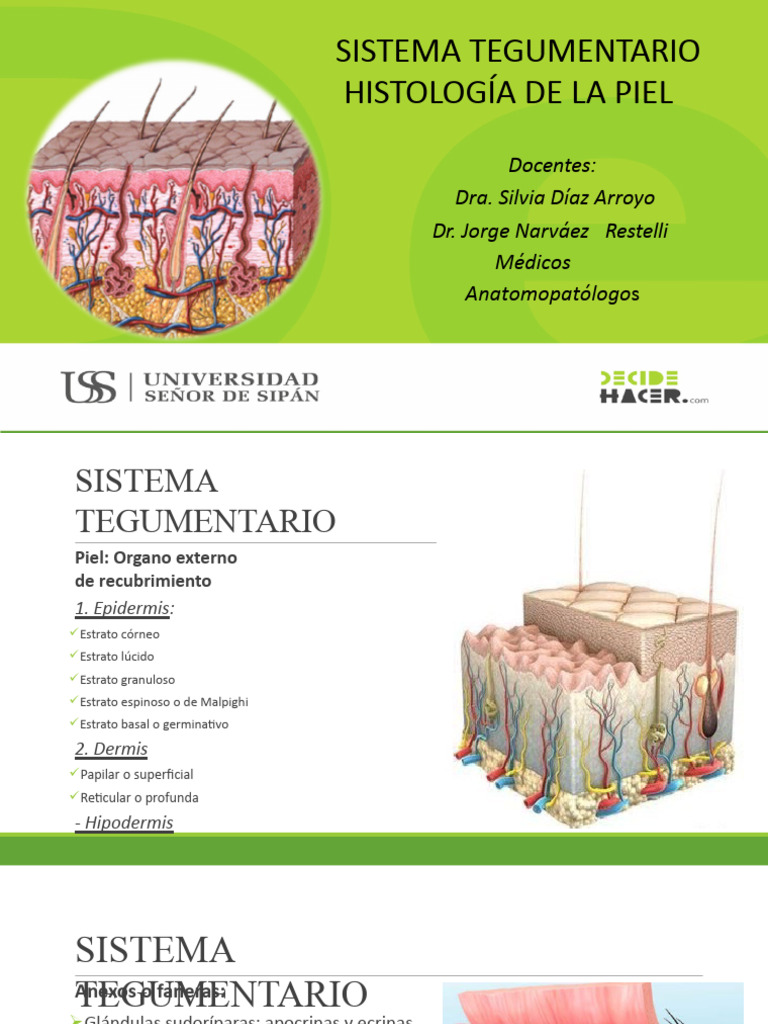 1.h1t. Teoria - Histología de La Piel- Tegumentario[2] | Descargar gratis PDF | Piel | Sistema ...