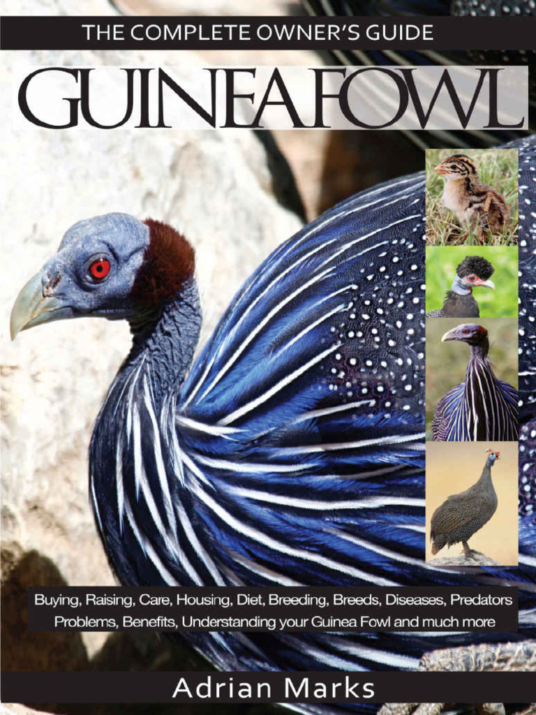 Guineafowl - Guinea Fowl - The C - Adrian Marks | PDF | Phasianidae ...