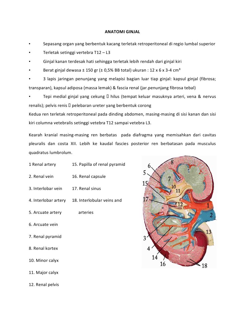 Anatomy of Ren | PDF | Foreign Language Studies