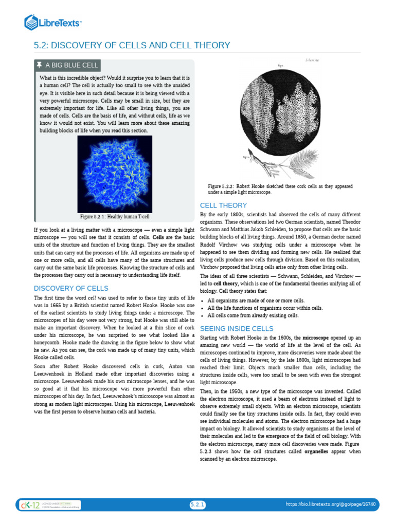 Discovery of Cells and Their Pioneers | PDF | Cell (Biology) | Microscope