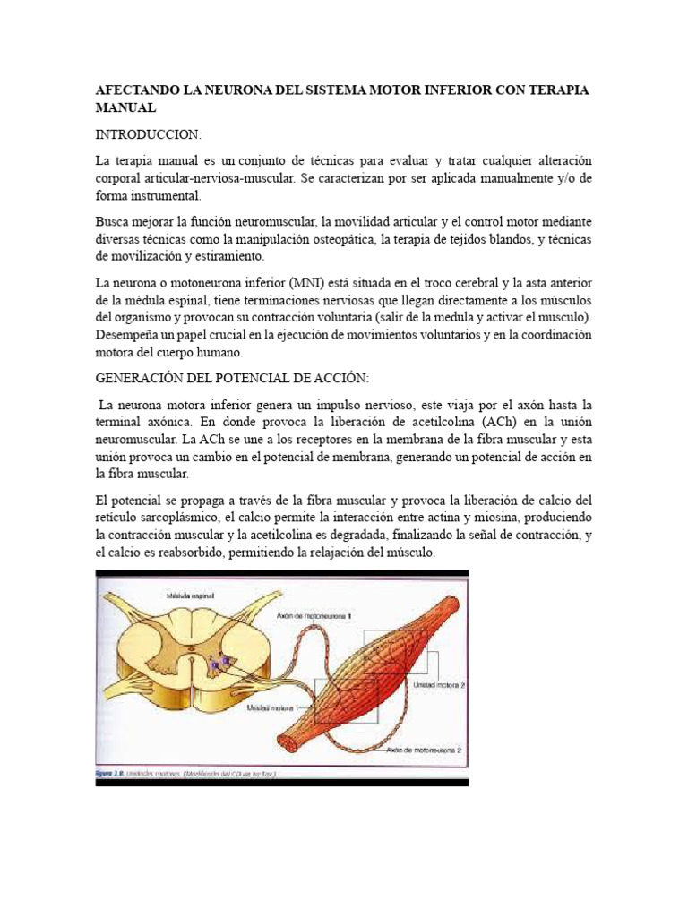 AFECTANDO LA NEURONA DEL SISTEMA MOTOR INFERIOR CON TERAPIA MANUAL-2 | PDF | Neurona motora ...