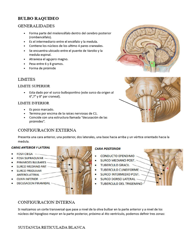 Anatomía del Bulbo Raquídeo | PDF