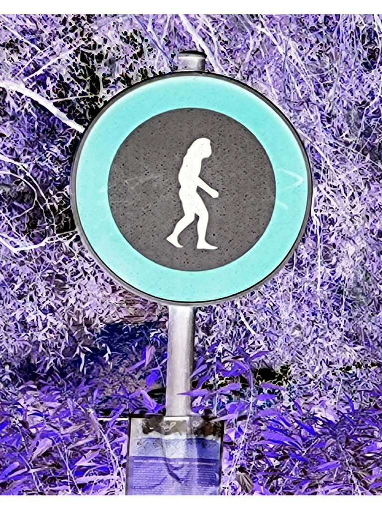 Monkey Behaviour | PDF