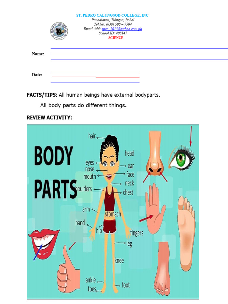 Grade 1 Science Weeks 1-4 Worksheets - Term 1 | PDF | Zoology