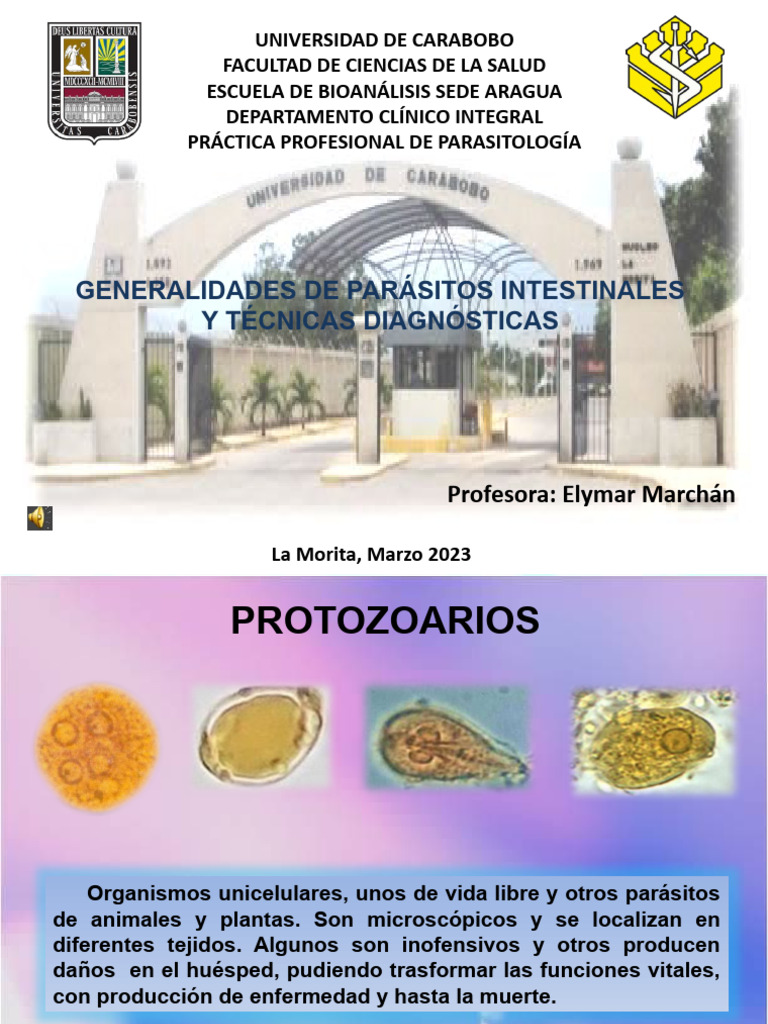 Protozoarios | PDF | Biología | Microbiología