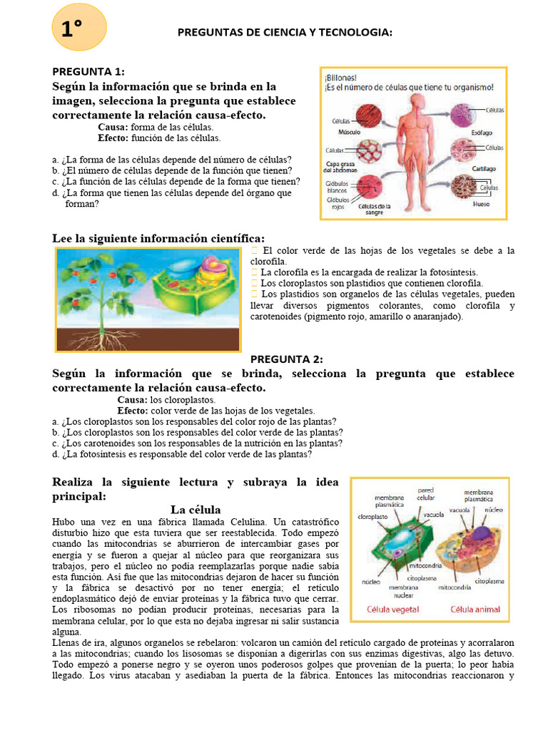 Preguntas de Ciencia y Tecnologia | PDF | Cloroplasto | Plantas