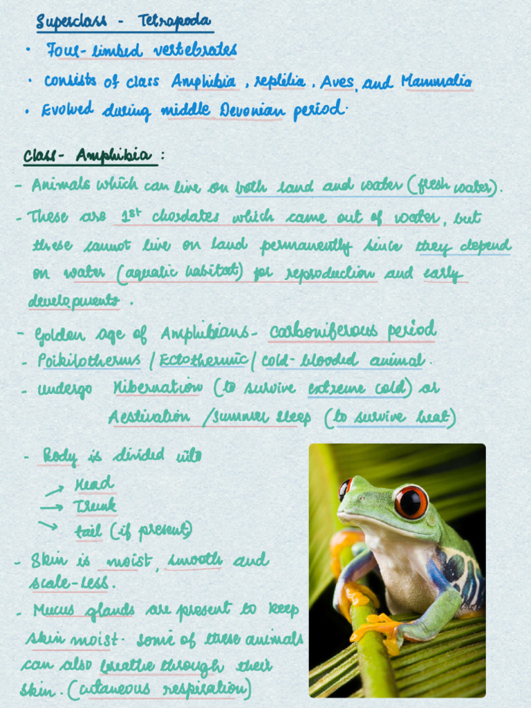 Superclass - Tetrapoda - 1 | PDF