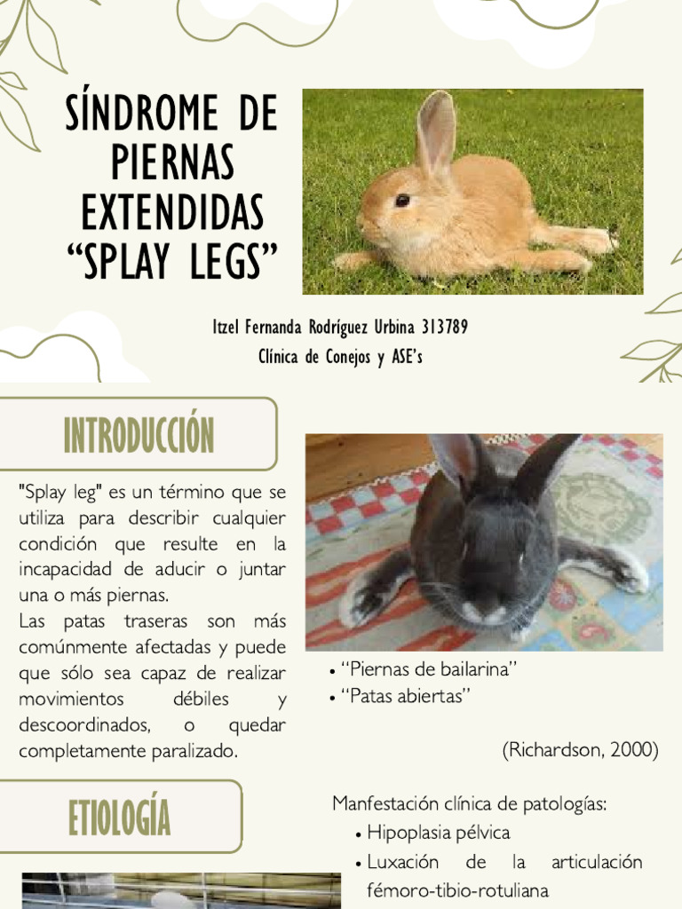 Síndrome de piernas extendidas en conejos | PDF | Medicina CLINICA ...