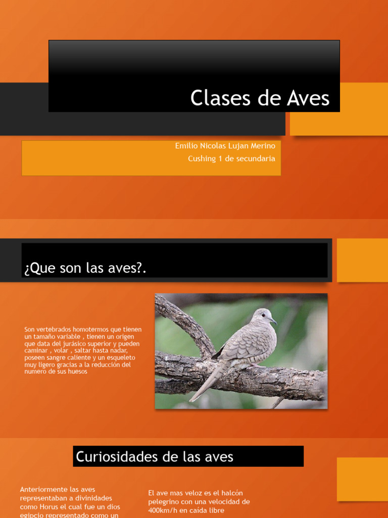 Clases de Aves | PDF | Aves | Zoología