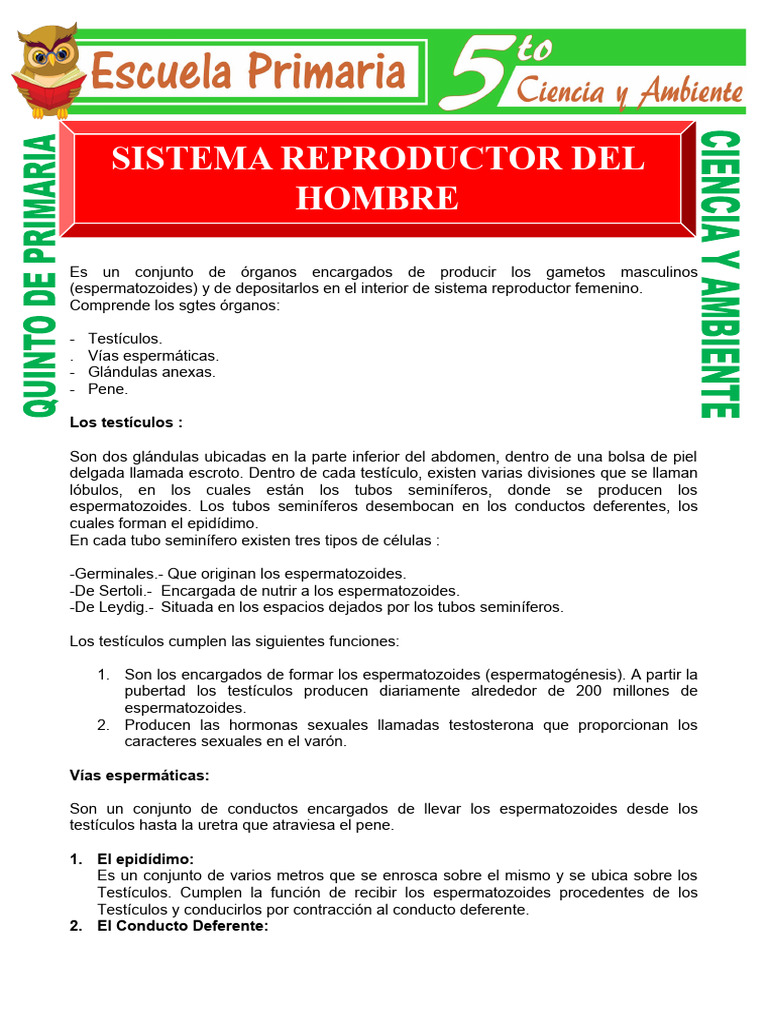 Sistema-Reproductor-del-Hombre-para-Quinto-de-Primaria | PDF ...