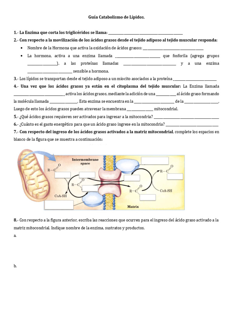 Gui%C3%ACa+Catabolismo+de+L%C3%ADpidos | PDF | Trifosfato de adenosina ...