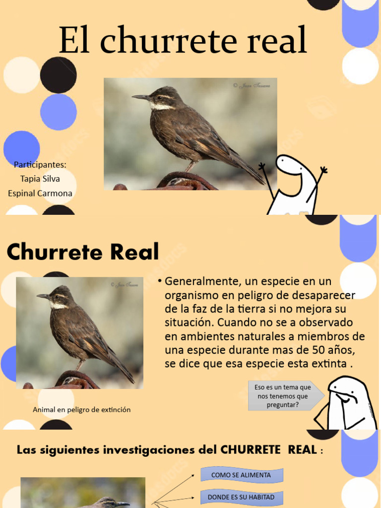 Churrete Real: Hábitat y Peligro de Extinción | PDF | Aves