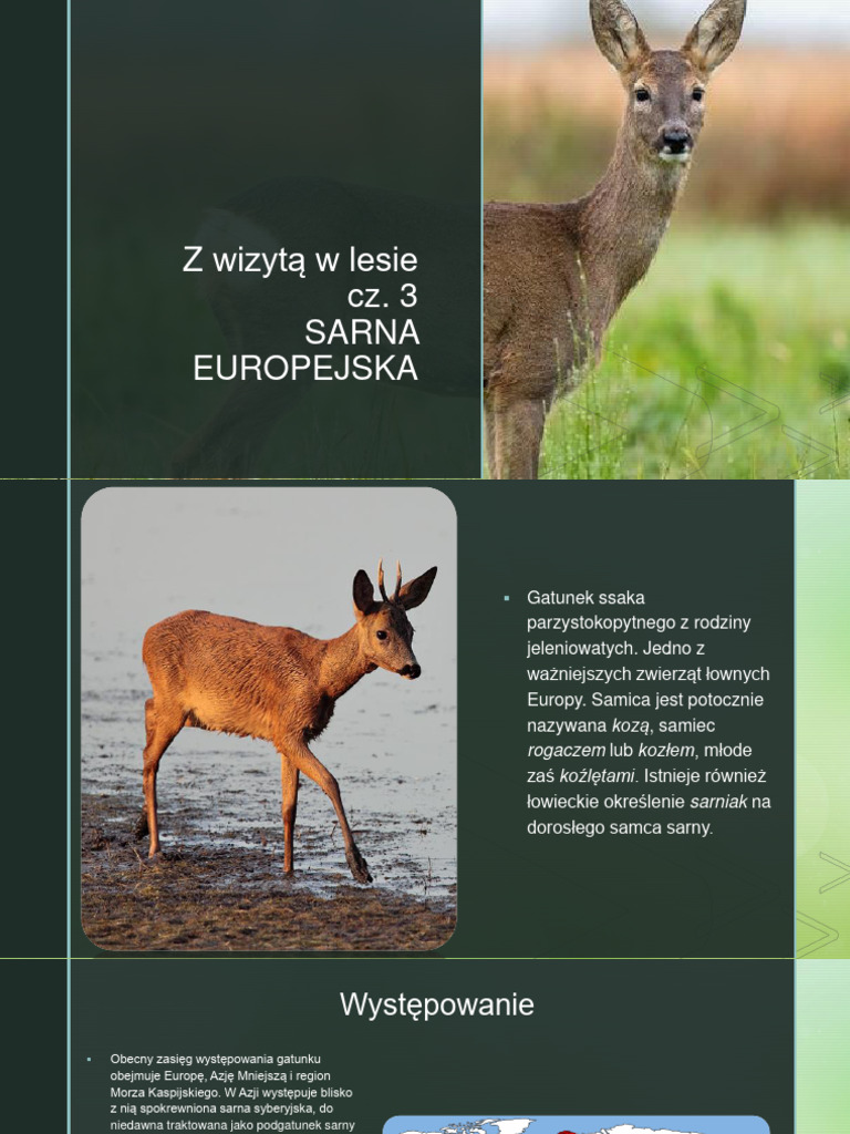 Z Wizytą W Lesie Cz. 3 - Sarna Europejska | PDF
