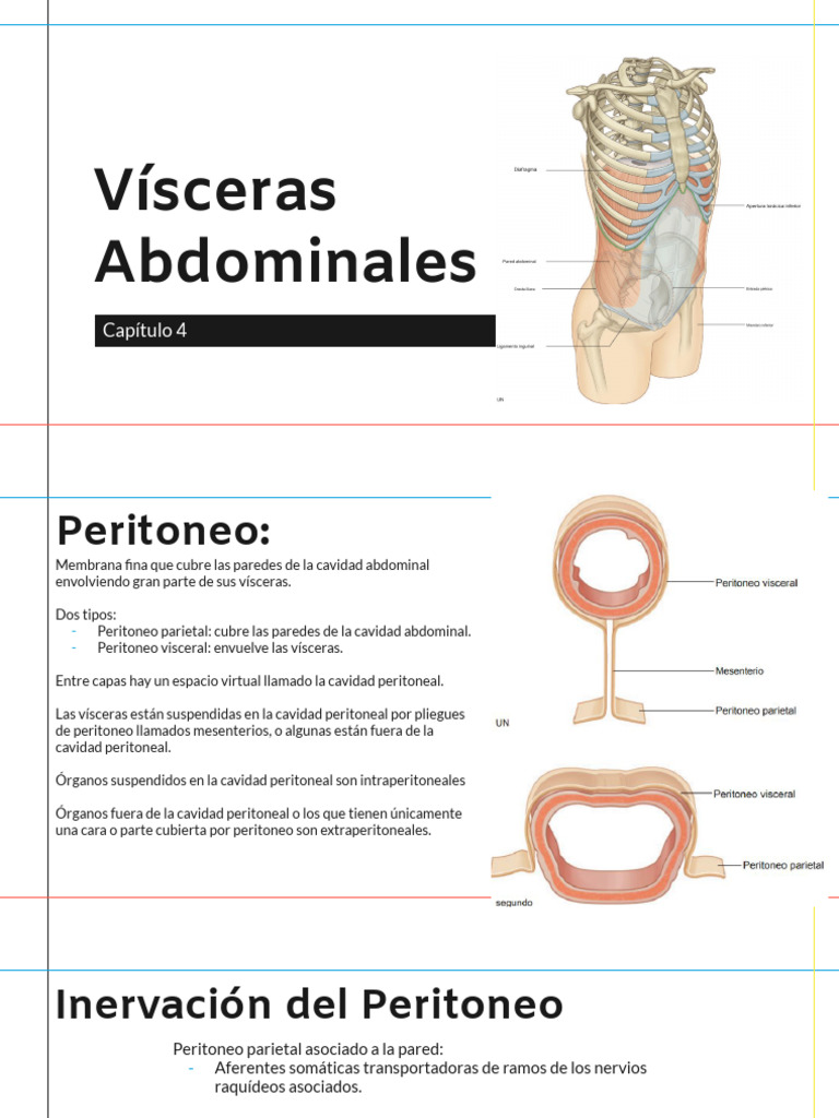 Vísceras Abdominales Parte 1 | PDF | Abdomen | Estómago