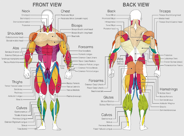 Muscle Map of The Human Body | PDF