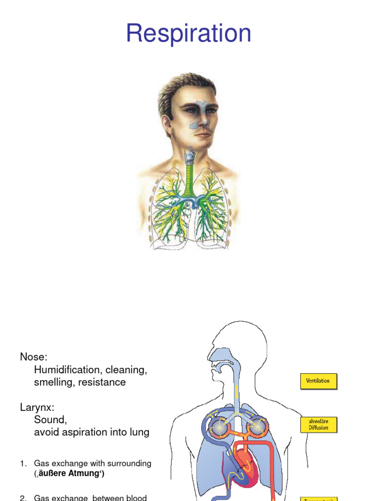 4 Respiration Gastrointestinal Tract | PDF | Bile | Breathing