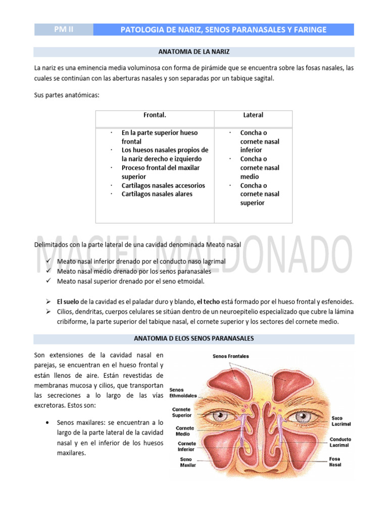 Patologias de Nariz, Senos P y Faringe | PDF | Nariz humana | Alergia