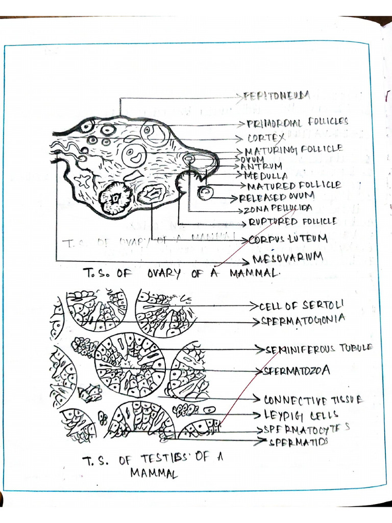 ?SPOTTING THEORY WORK WITH DIAGRAM | PDF