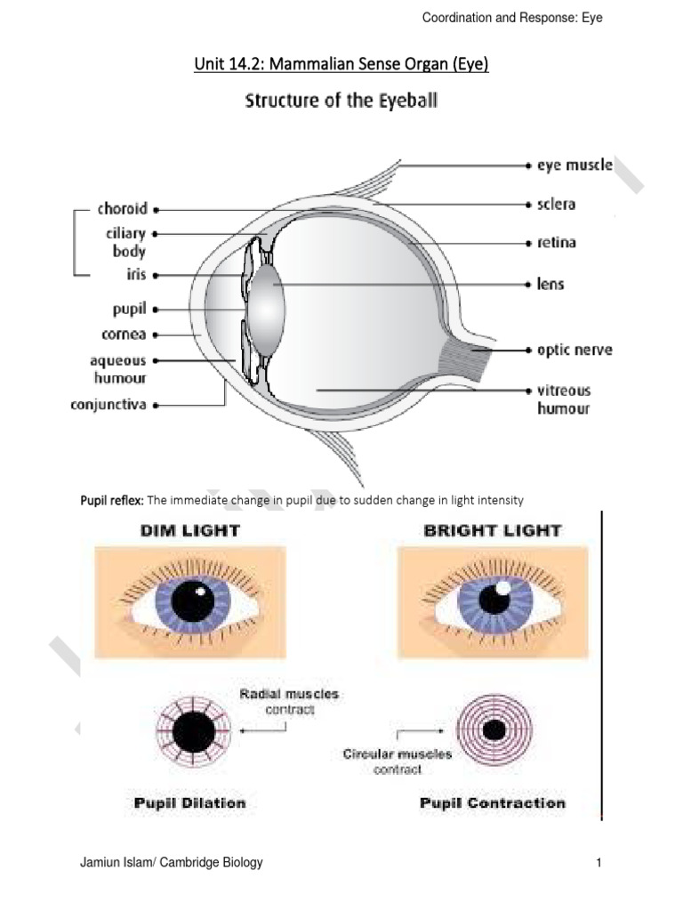 Coordination & Response (Eye) | PDF | Eye | Visual System