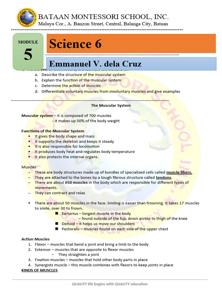 Science 6 - Module 5 - Muscular System | PDF | Muscle | Skeletal Muscle Science 6 - Module 5 - Muscular System | PDF | Muscle | Skeletal Muscle