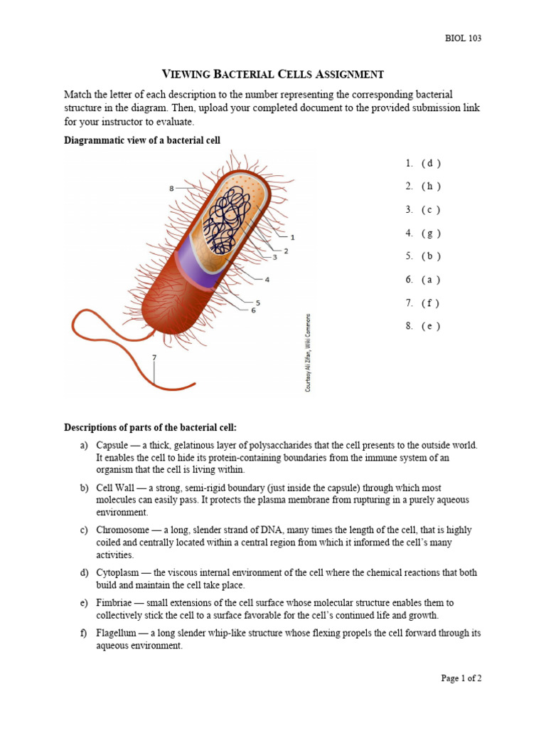 Biology Lab - Viewing - Bacterial - Cells - Assignment | PDF | Cell ...