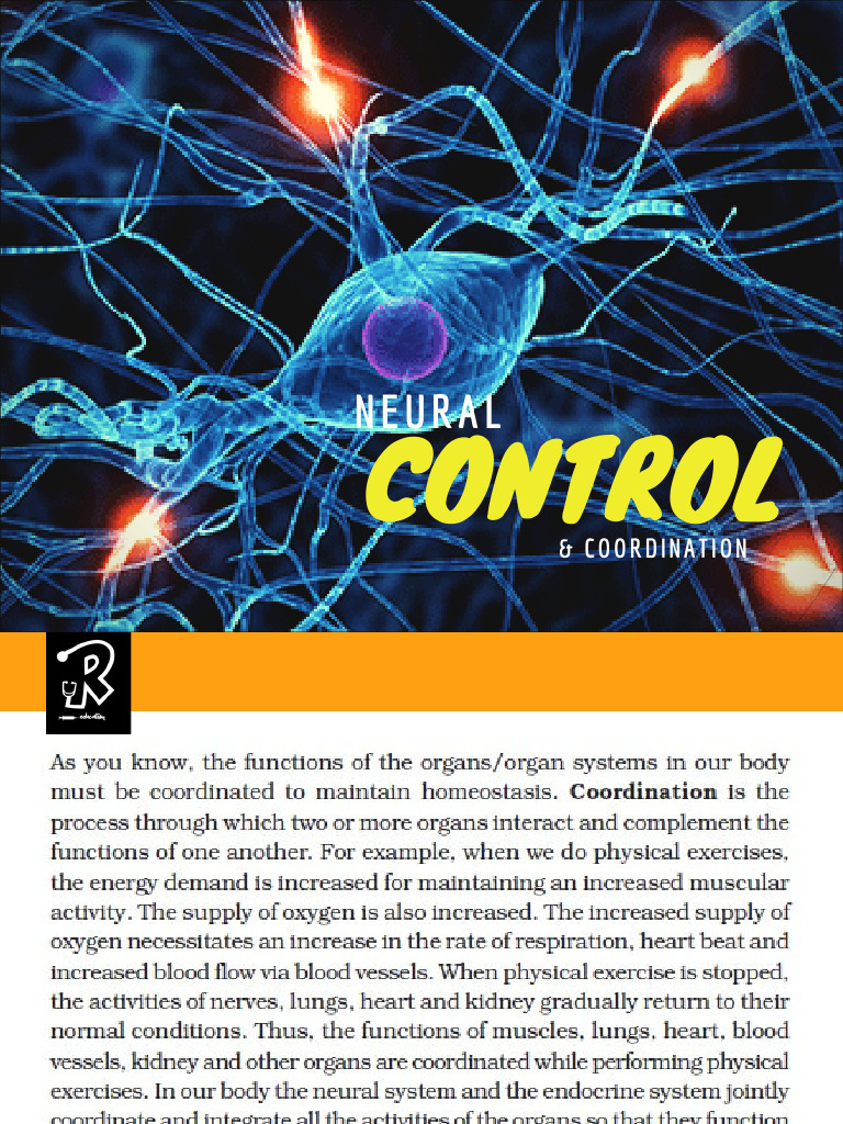 Neural Control and Coordination Notes | PDF | Nervous System | Ear