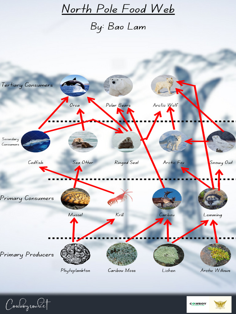 North Pole Food Web | PDF