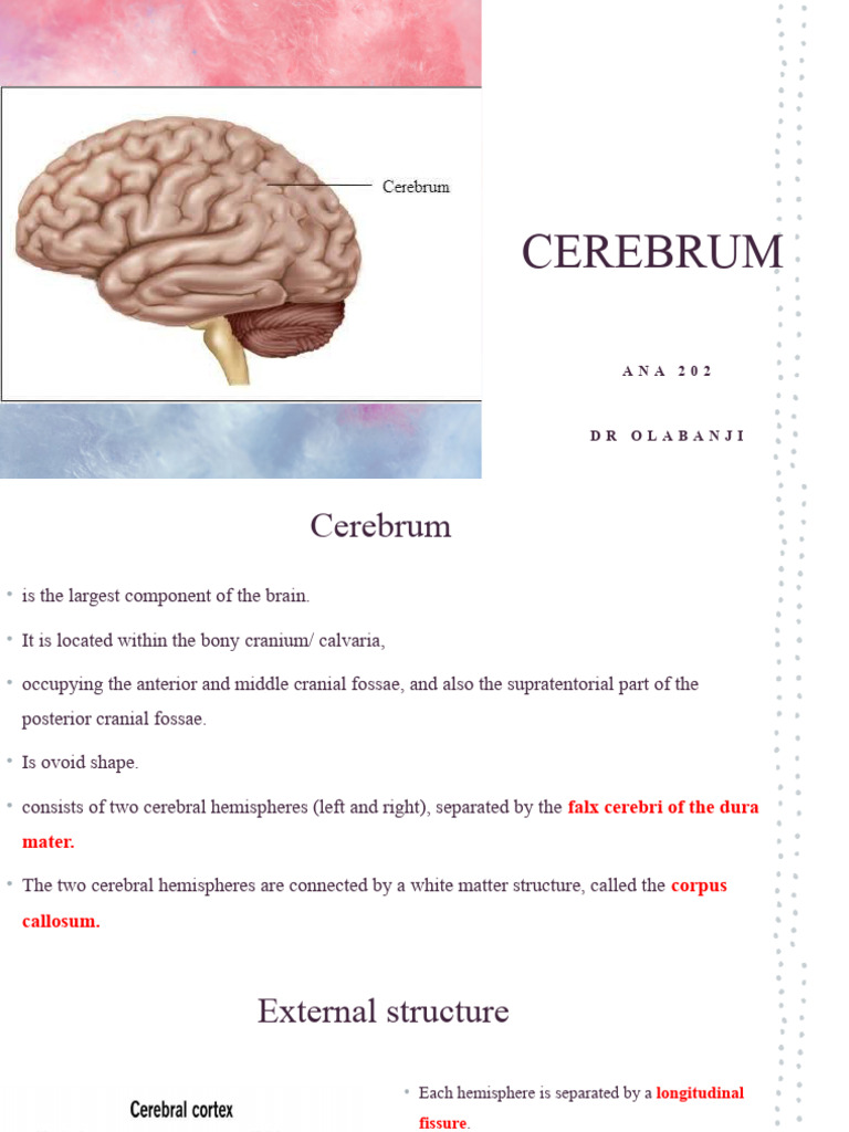 Cerebral Cortex 1 | PDF | Cerebral Cortex | Cerebrum