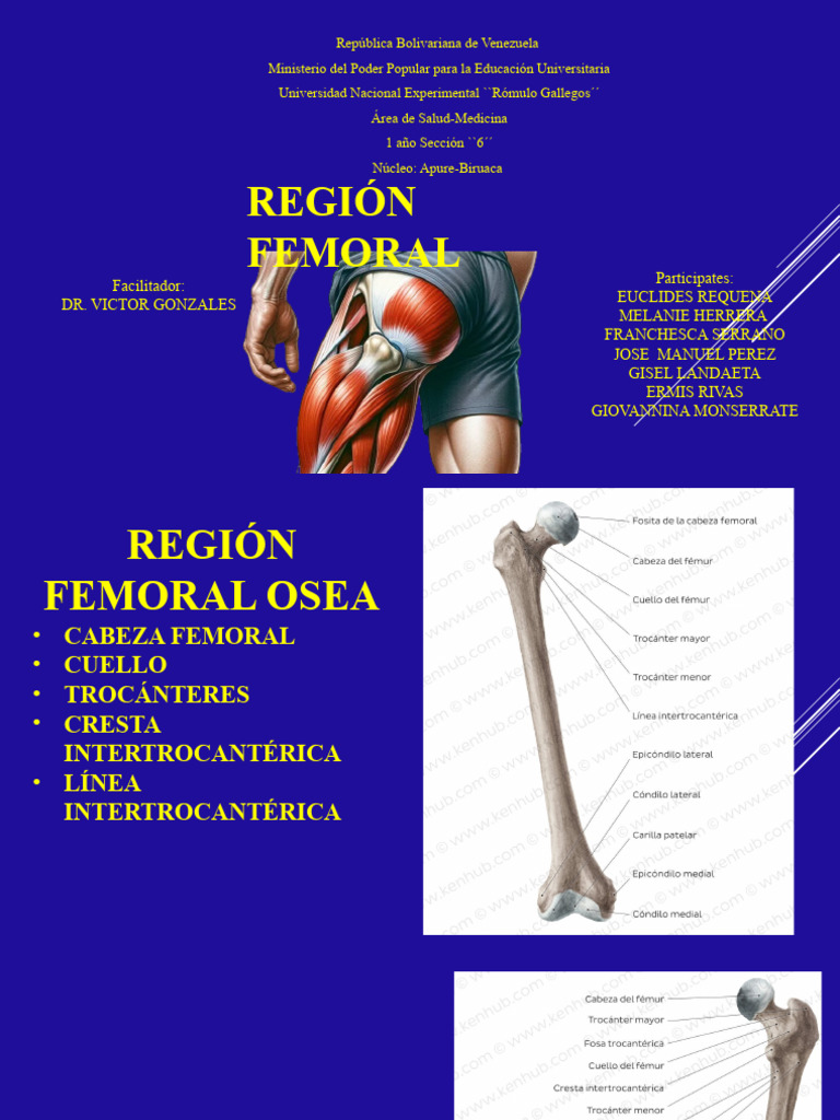 Region Femoral Equipo 1 | PDF | Anatomía | Cadera