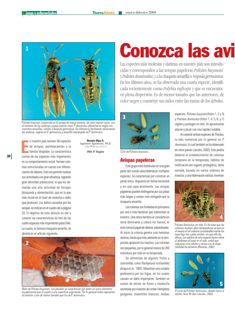NR31149 | PDF | Avispa | Insectos