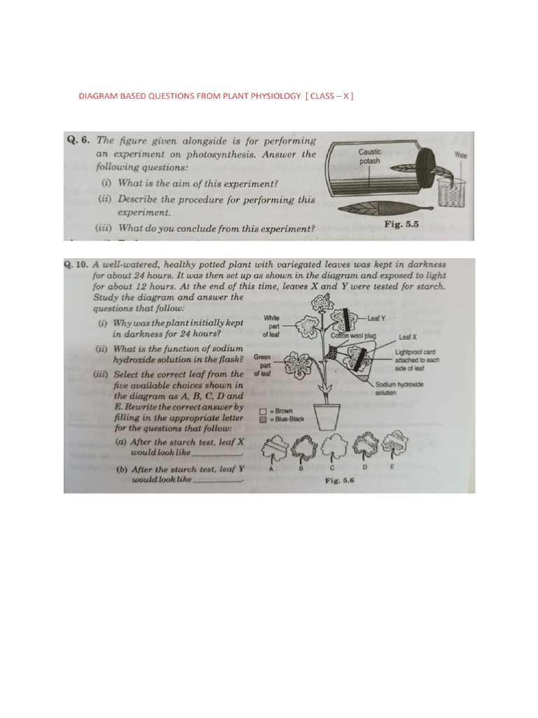 Diagram Based Questions From Plant Physiology | PDF