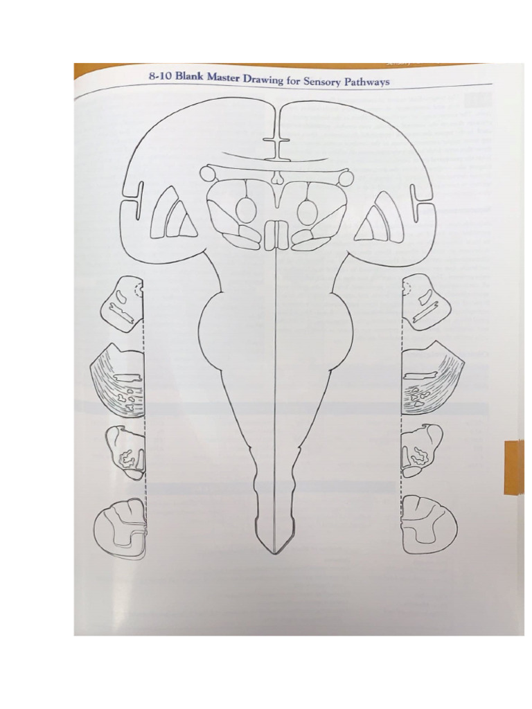 Blank Master Drawing | PDF