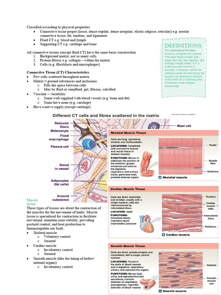Differentiated Cells and Tissues Biology | PDF | Connective Tissue | Muscle