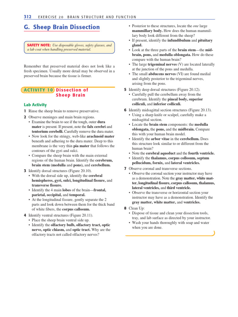 LAB - Parts of The Sheep Brain | PDF | Cerebrum | Brainstem