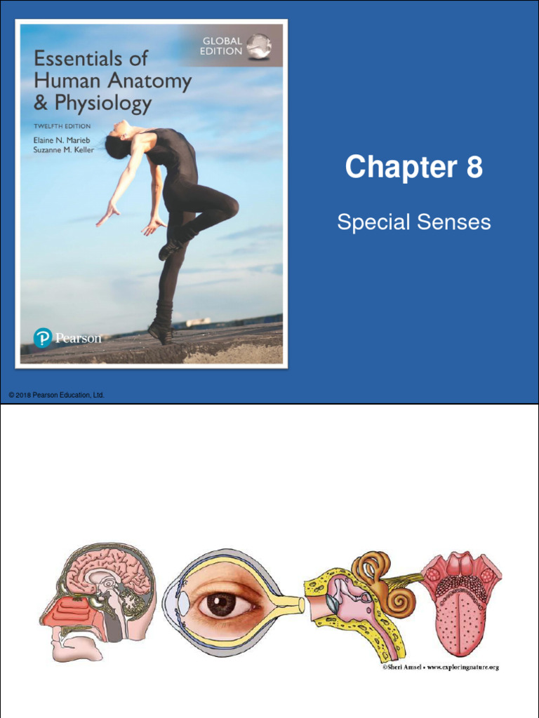 Lecture 5b Special Senses | PDF | Ear | Taste