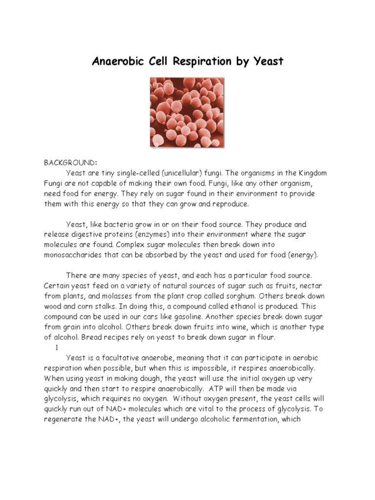 Yeast Fermentation Lab | PDF | Cellular Respiration | Yeast