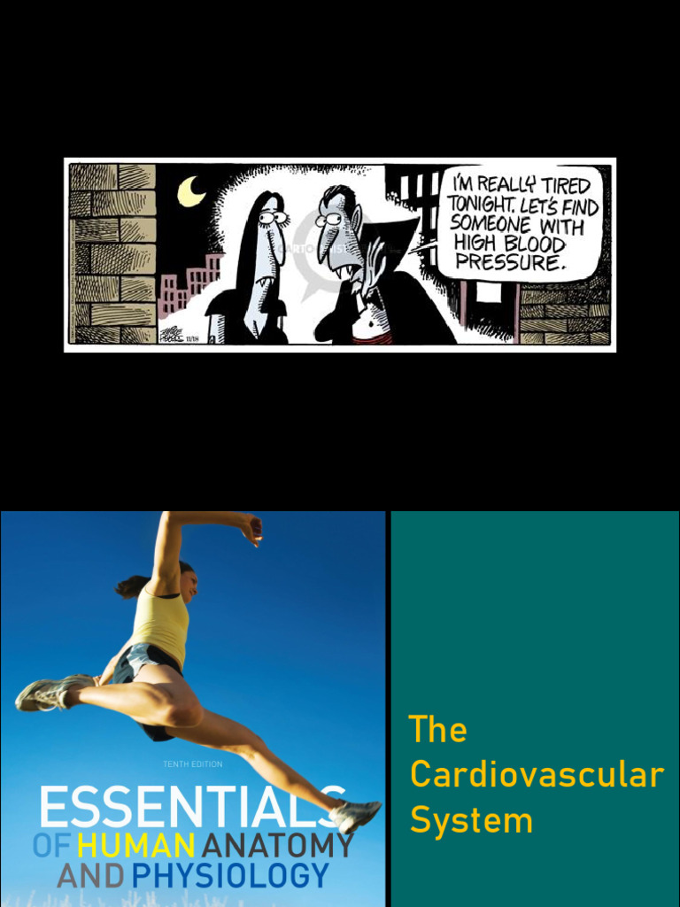 Lecture 7b - Cardiovascular System | PDF | Diastole | Heart Valve